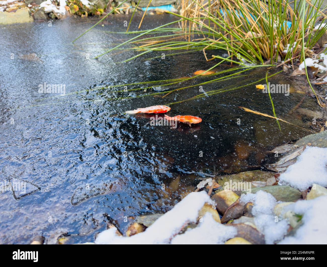 Goldfish pond winter hi-res stock photography and images - Alamy