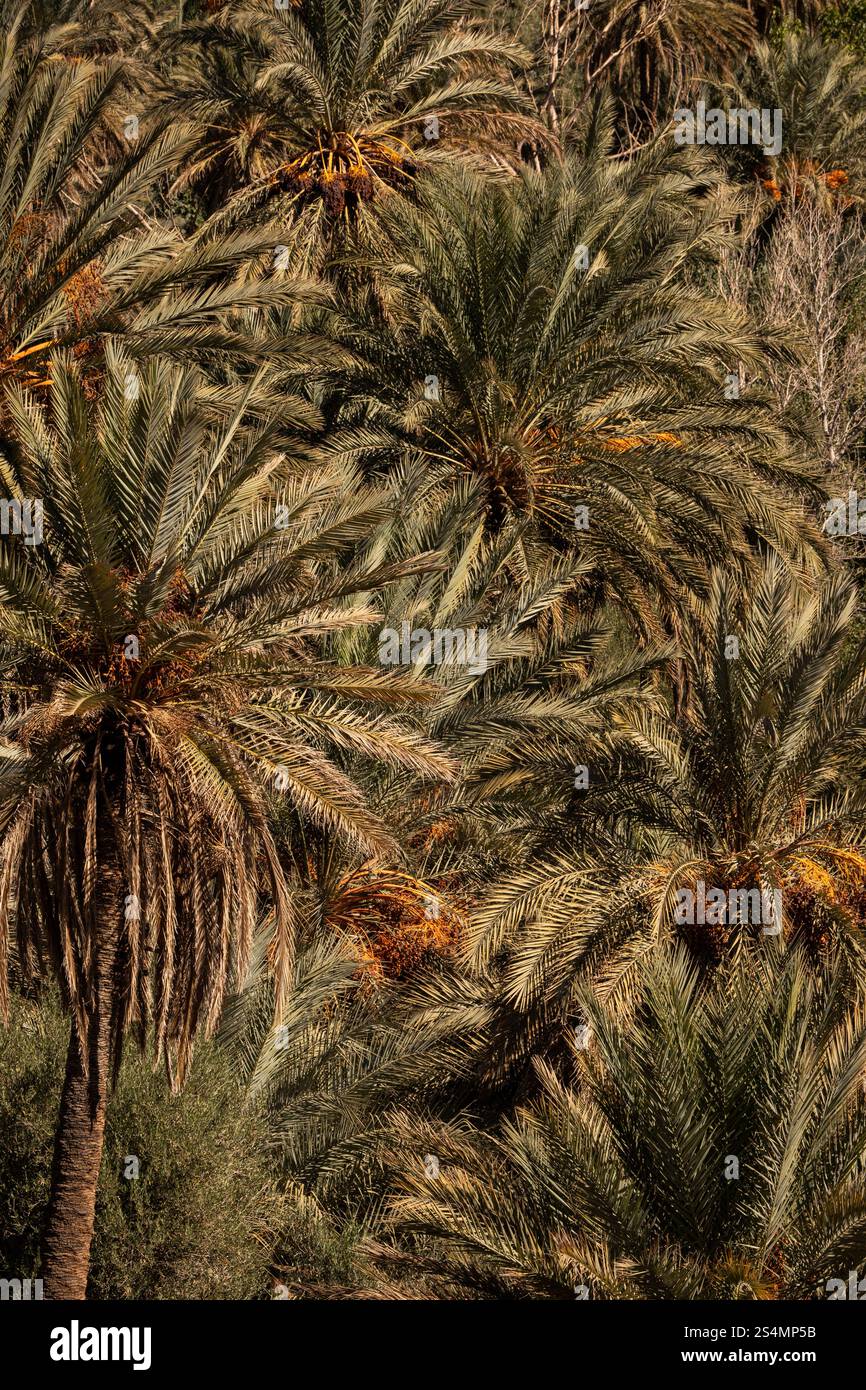 Moroccan date grove hi-res stock photography and images - Alamy