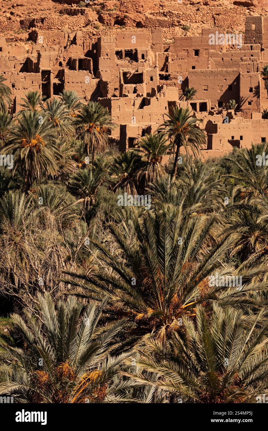 Moroccan date grove hi-res stock photography and images - Alamy