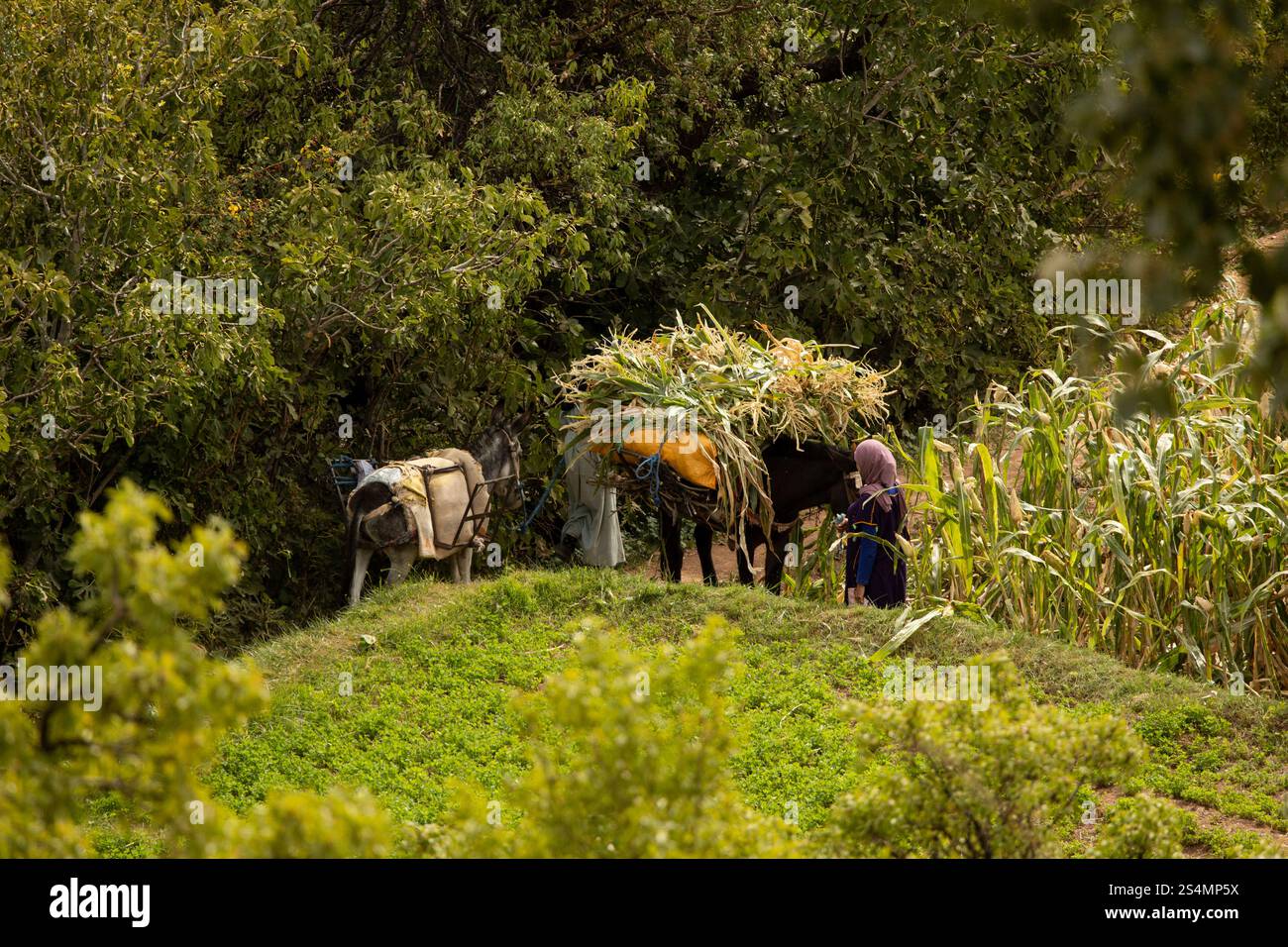 Women farming morocco hi-res stock photography and images - Alamy