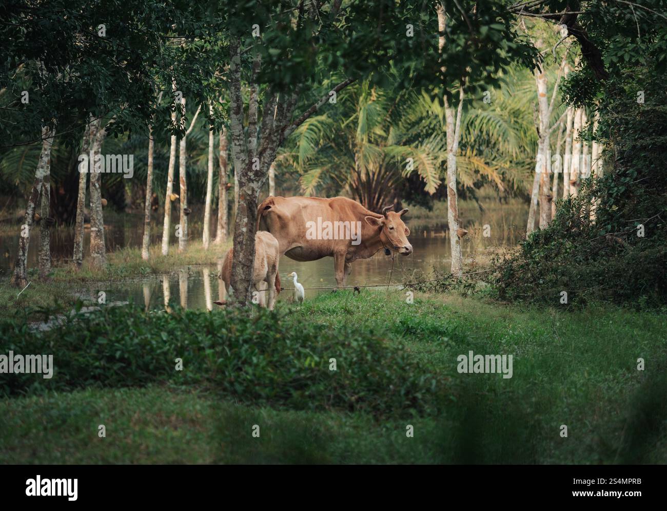 Cattle grazing peacefully by a tranquil water source in a lush forest ...