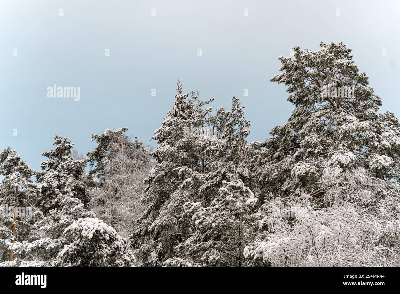 Winter forest with snow-covered evergreen trees in Oslo Stock Photo - Alamy