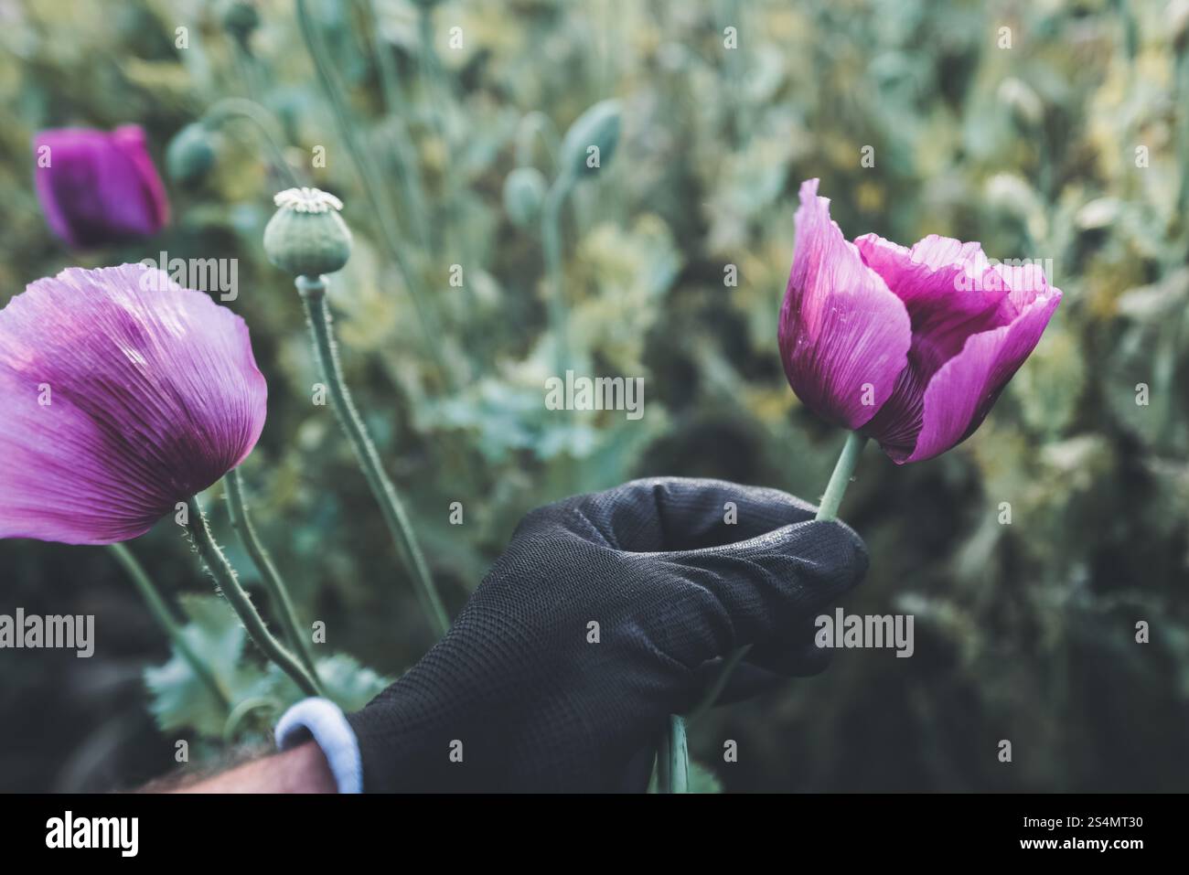 Farmer examining opium poppy crops in bloom on a plantation, selective ...