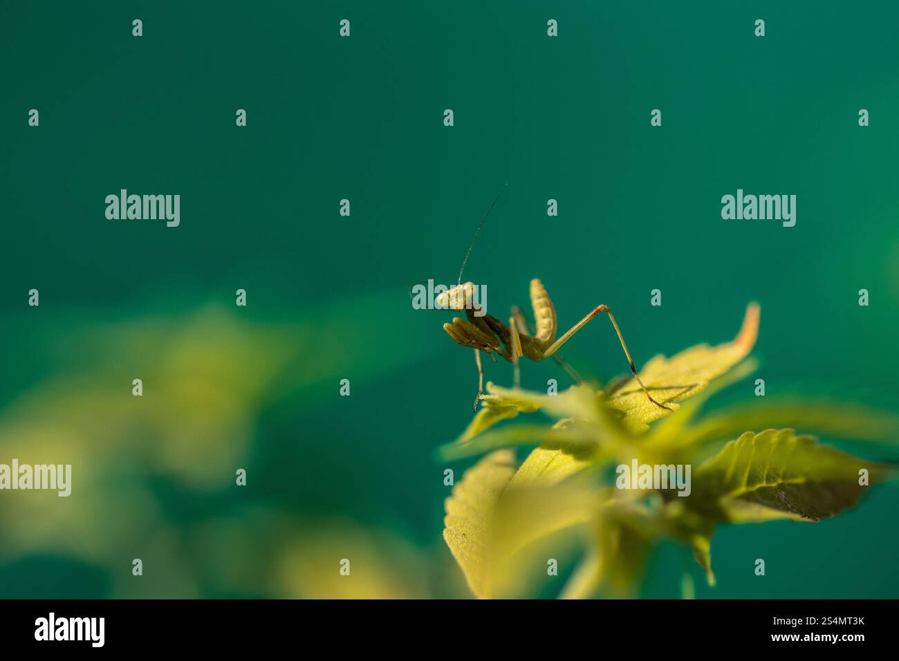 praying mantis background in the forest Stock Photo - Alamy