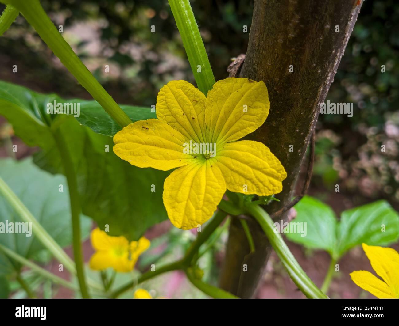 close-up photo of cucumber flowers Stock Photo - Alamy