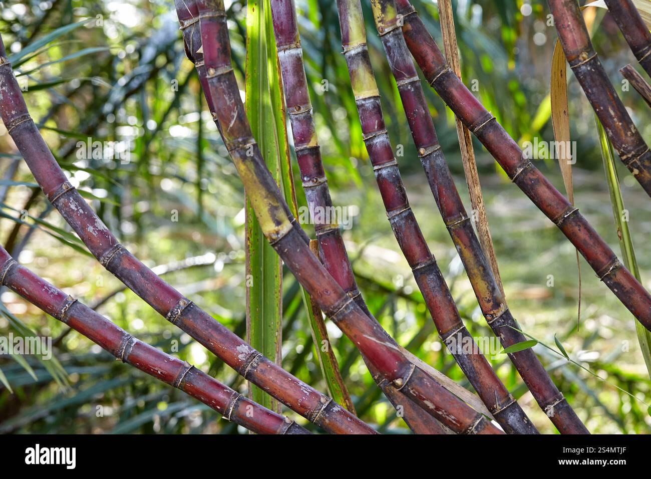 Close-up view of sugarcane trees on field Stock Photo - Alamy
