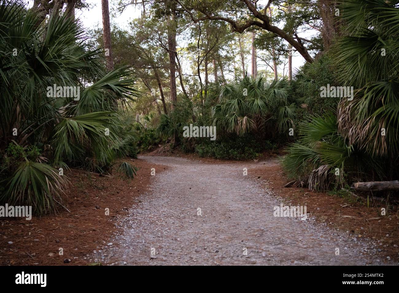A walkway path through a semitropical barrier island Stock Photo - Alamy