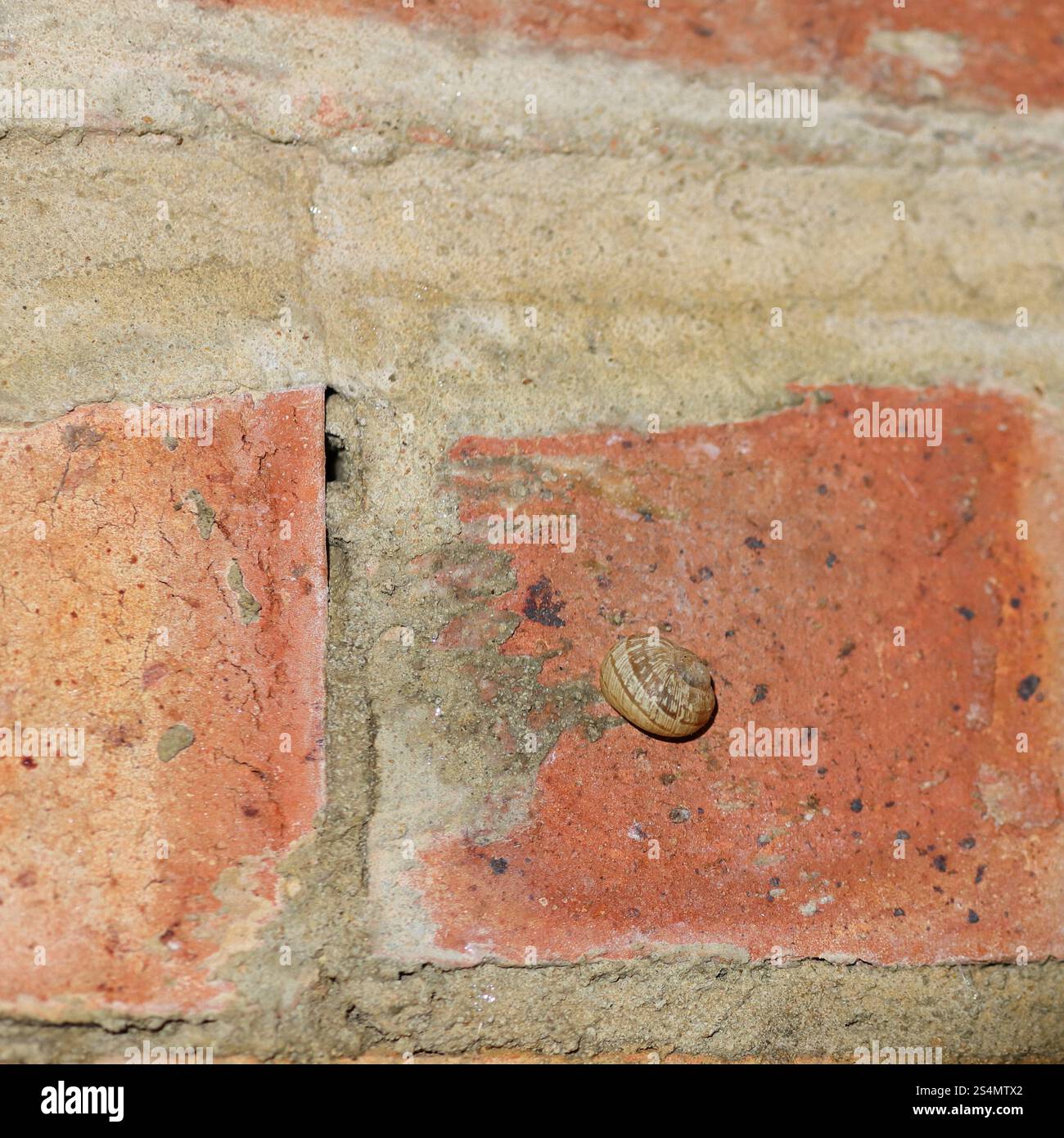 In the shed, close up of an uninhabited garden snail shell on a brick ...