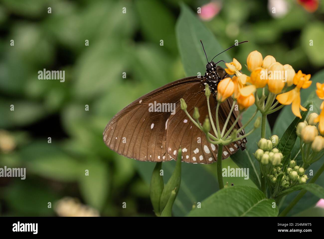 Butterfly resting on a leaf in a serene butterfly conservatory Stock ...