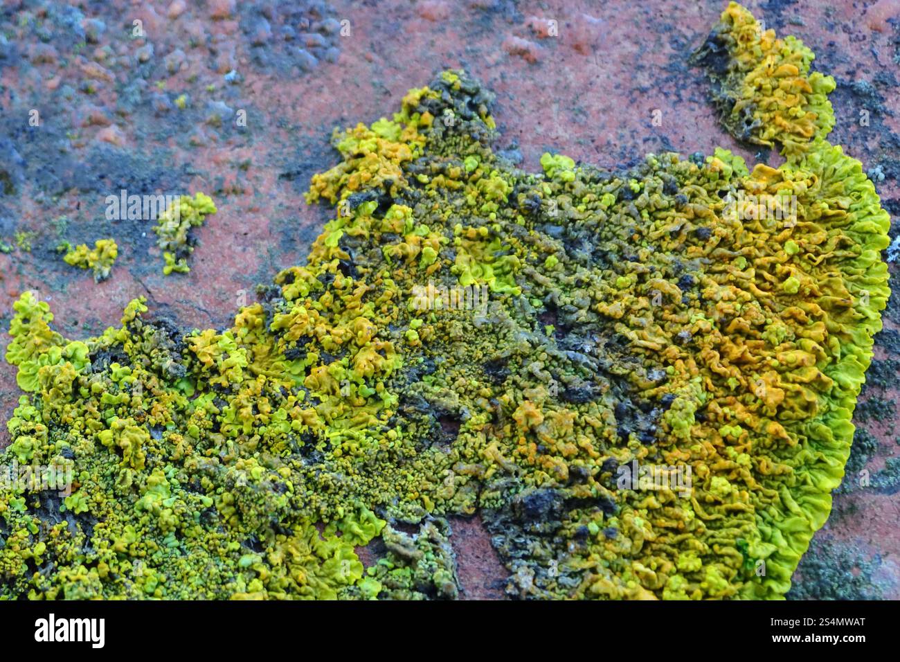 habitat, beauty, ecosystem, rural, lichen, growing, botanical, crustose ...