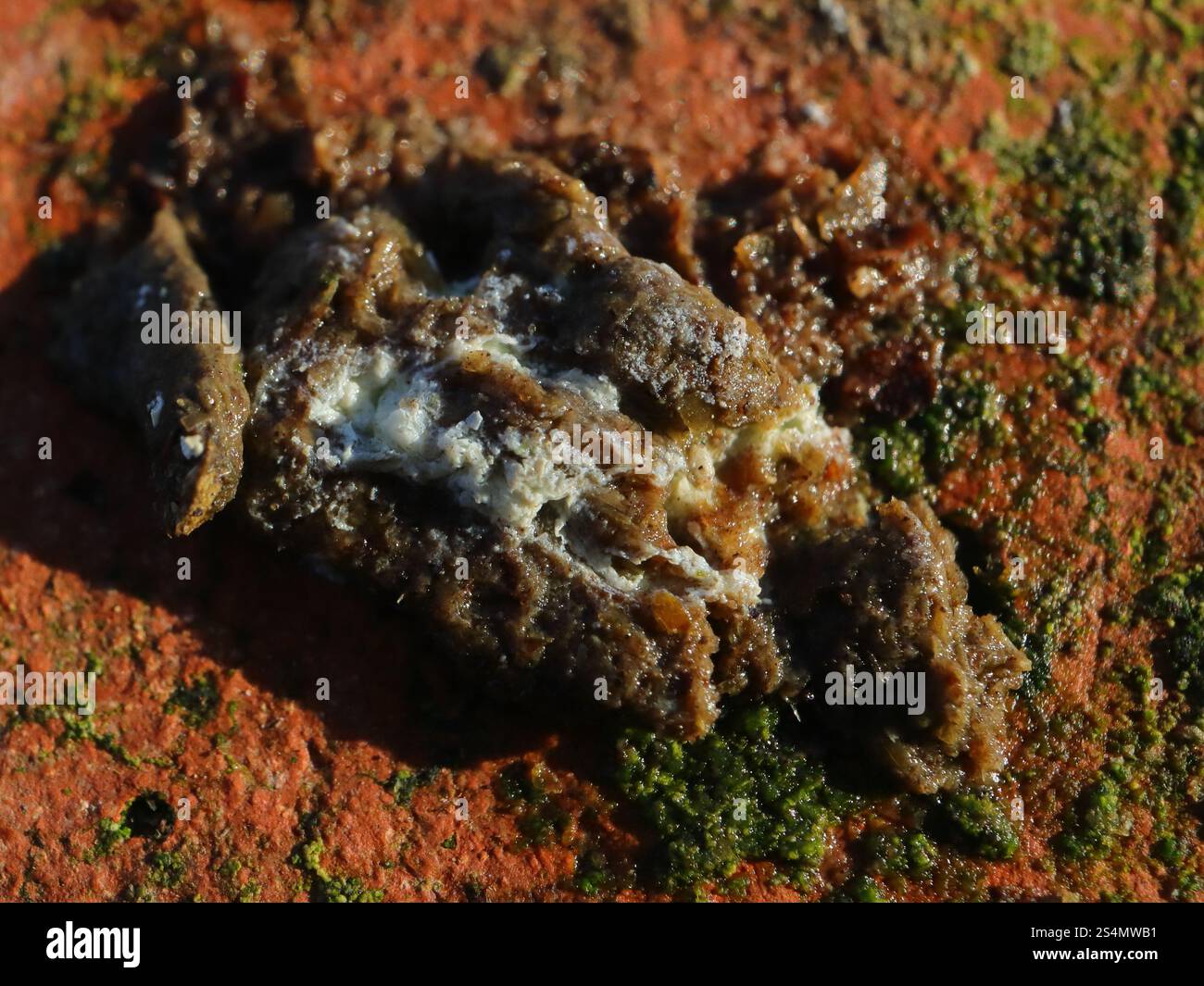 Macro , close up. Disease carrying wild bird pooh on a red brick. Brown ...