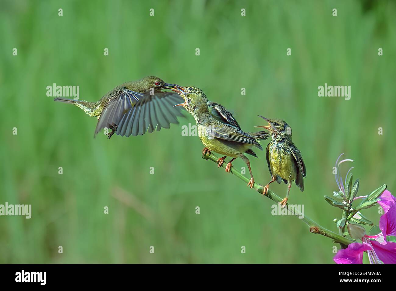 Sun-bird Female feeding new born chicks on branch Stock Photo - Alamy