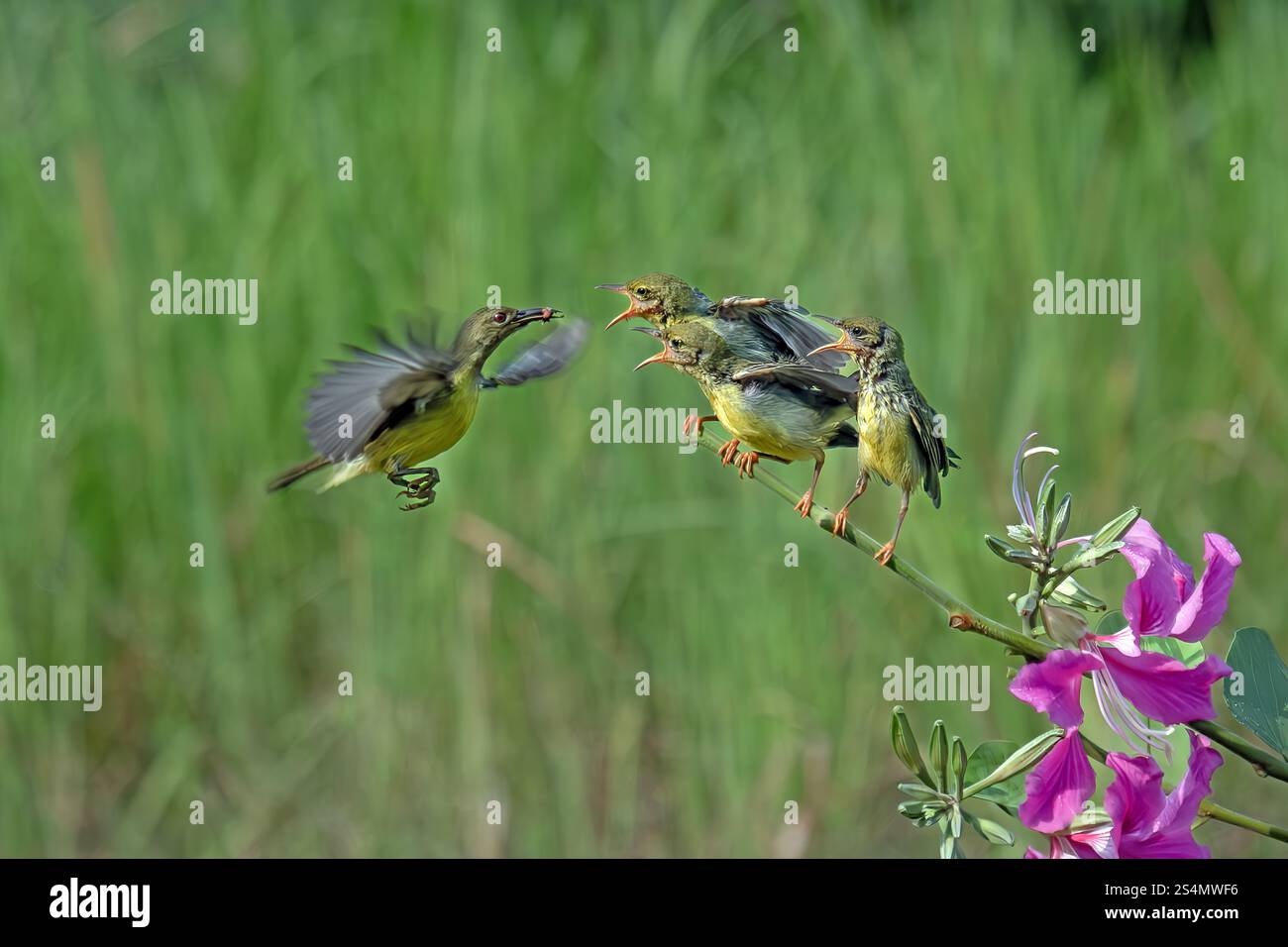 Sun-bird Female feeding new born chicks on branch Stock Photo - Alamy