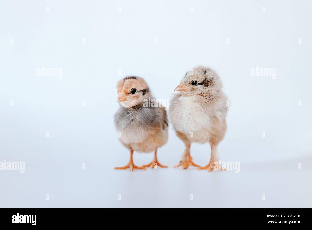 Two Baby Chicks on a White Backdrop Stock Photo - Alamy