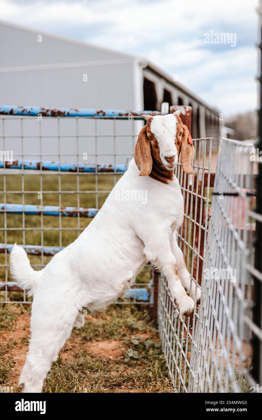 Brown and White Goat Climbing Fence Stock Photo - Alamy