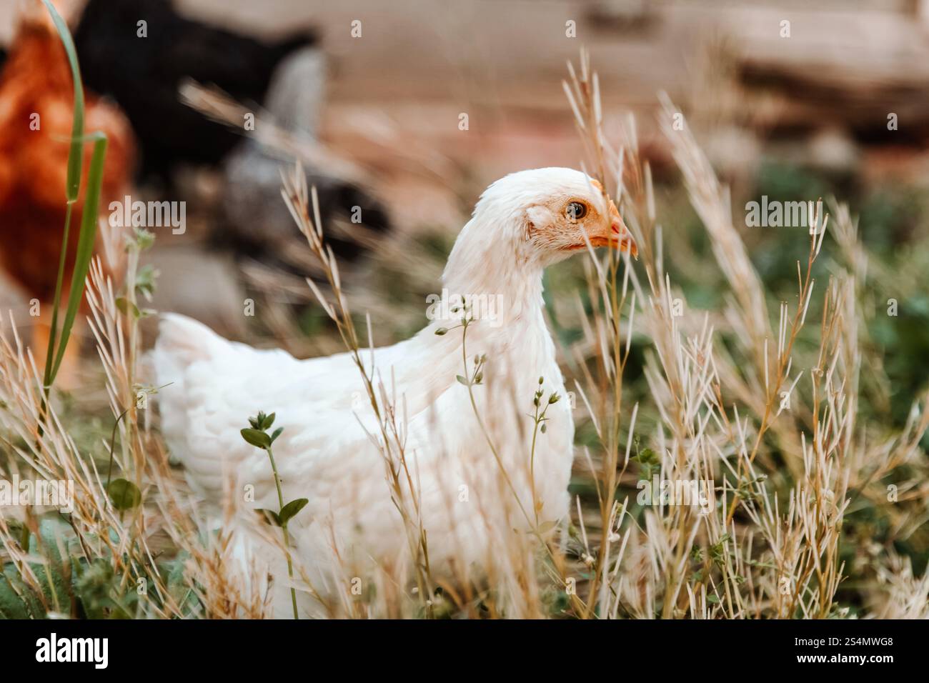 White Young Chicken in Field with other chickens in background Stock ...