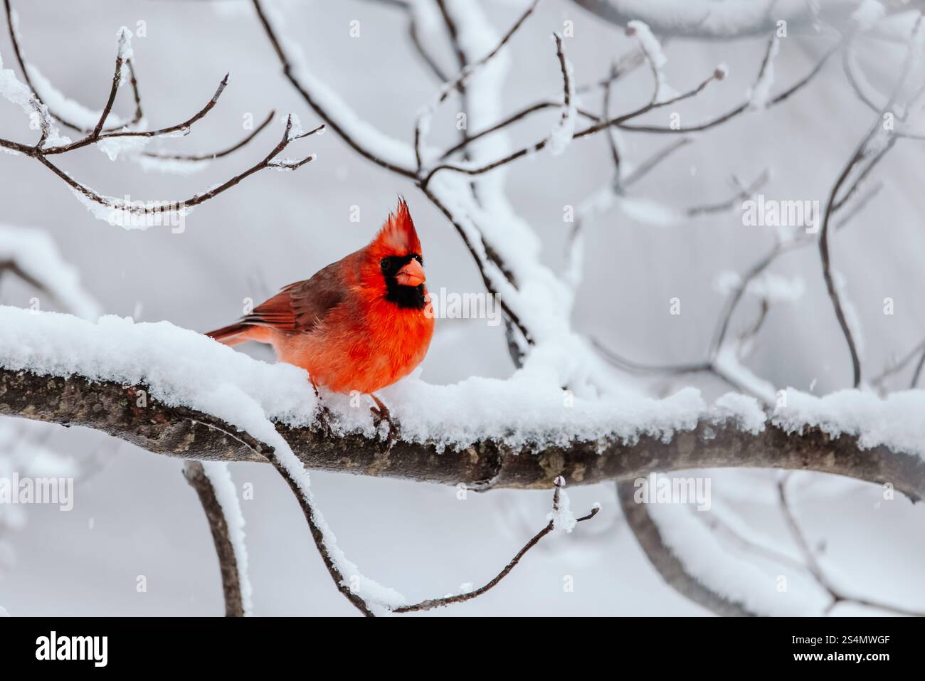 Cardinal with snow on beak hi-res stock photography and images - Alamy