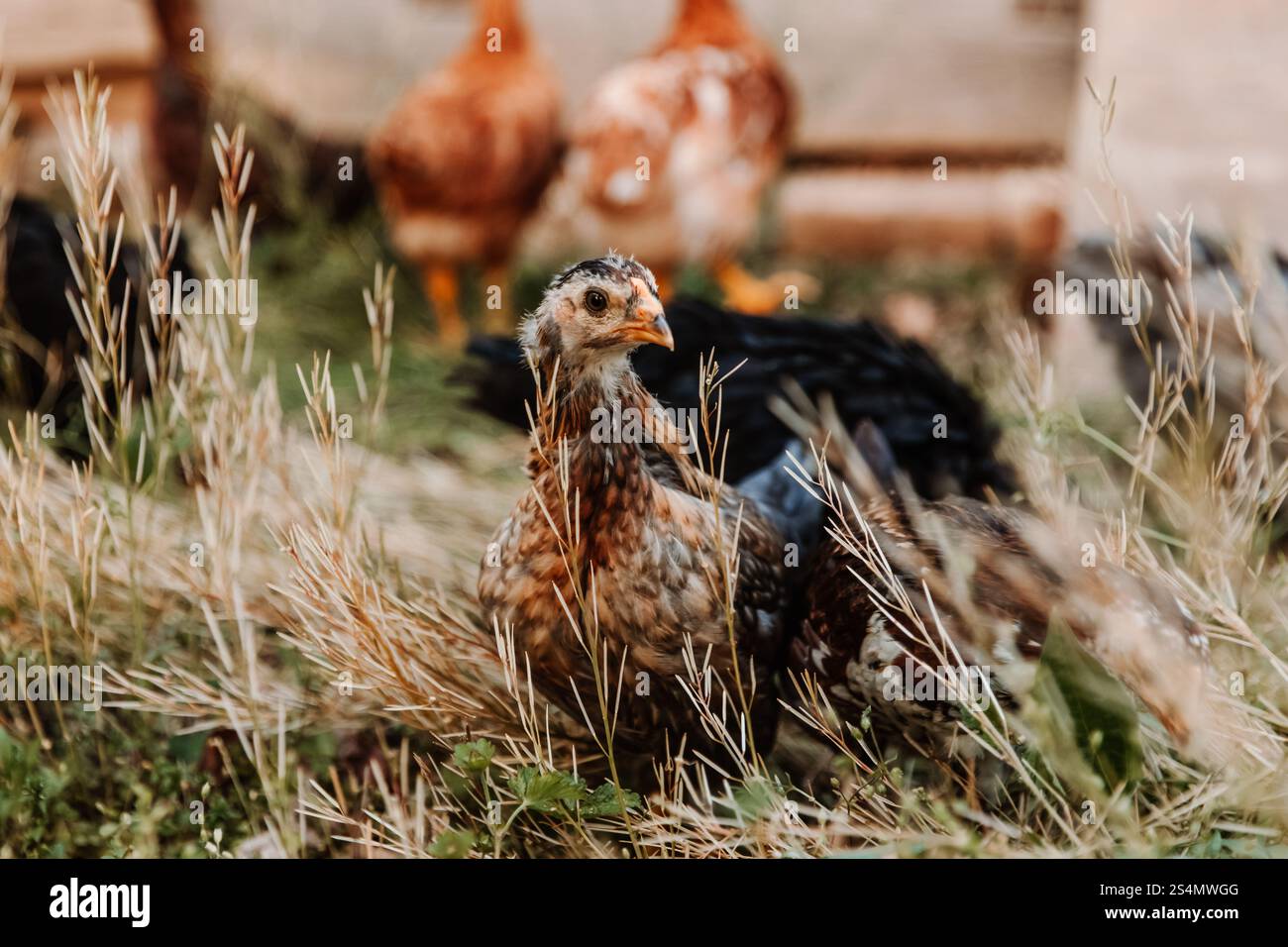 Young Chicken in Run Field with Other chickens Stock Photo - Alamy