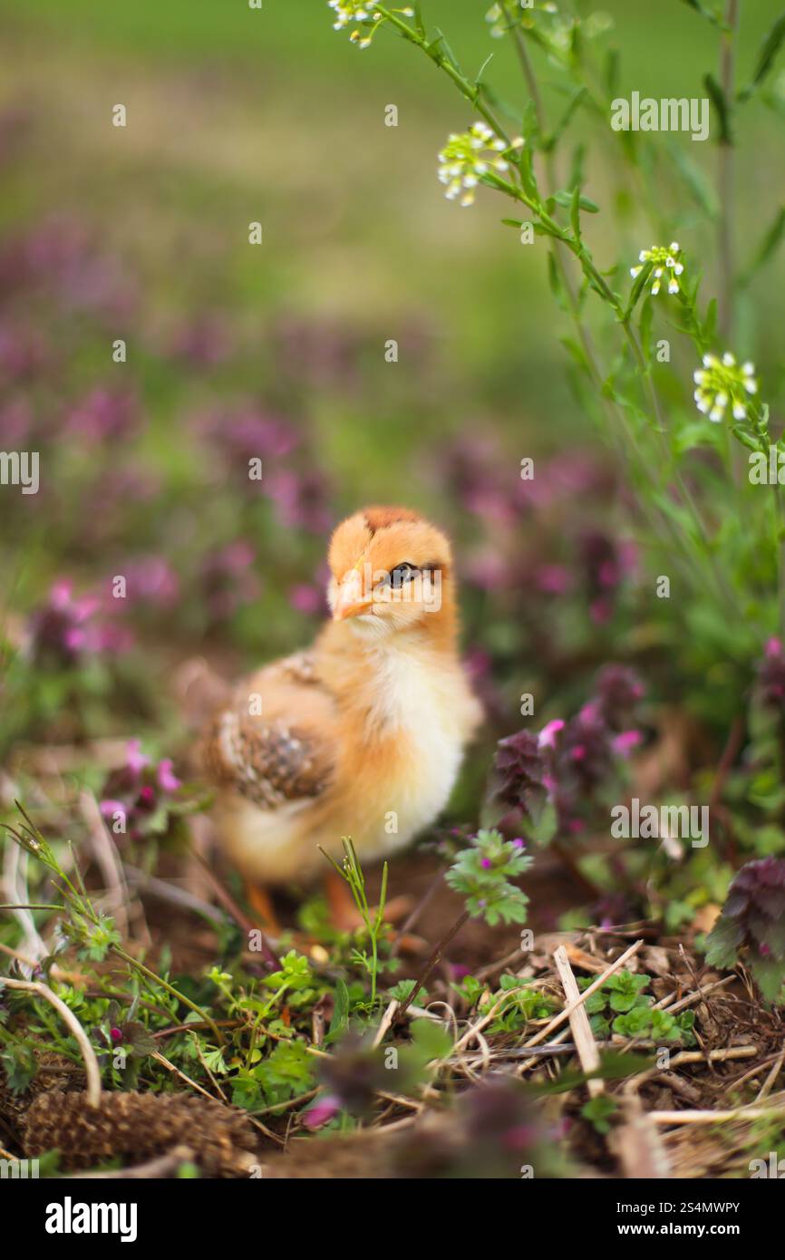 Baby Chick in Field of Wild Flowers Stock Photo - Alamy