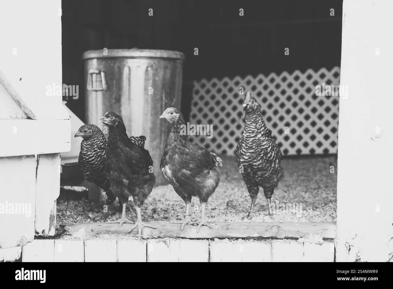 Chickens out Black and White Stock Photos & Images - Alamy
