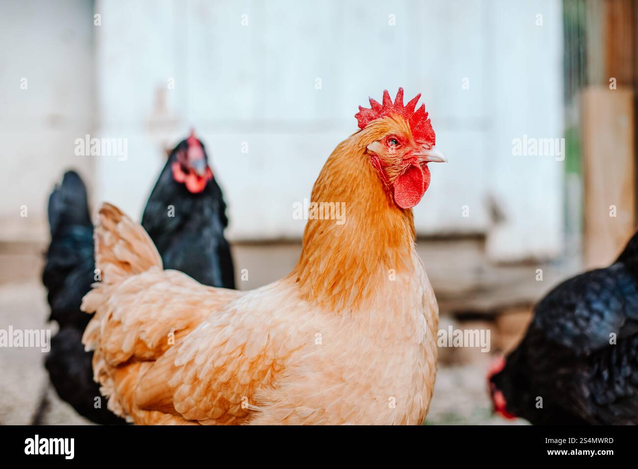 Buff Orpington Chicken with Black Hens in Background Stock Photo - Alamy