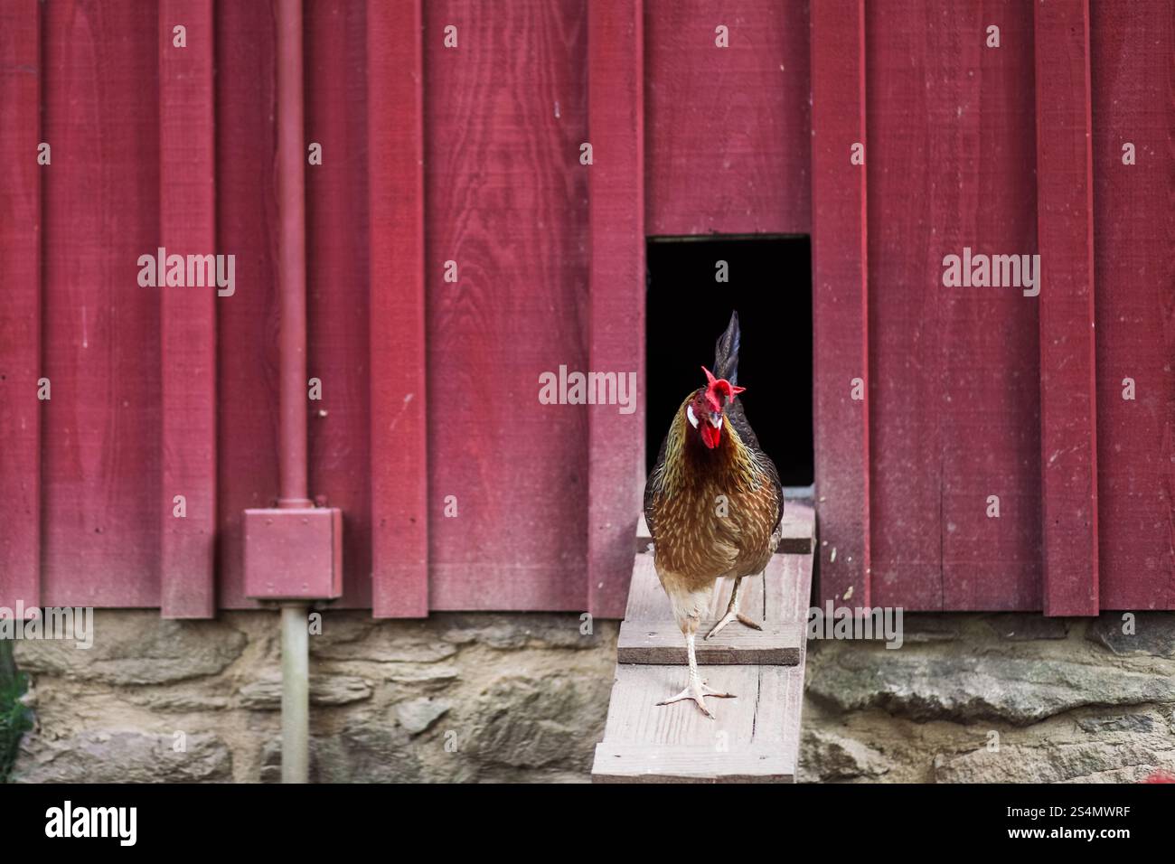 Rooster Coming out of the Red Chicken Coop Stock Photo - Alamy