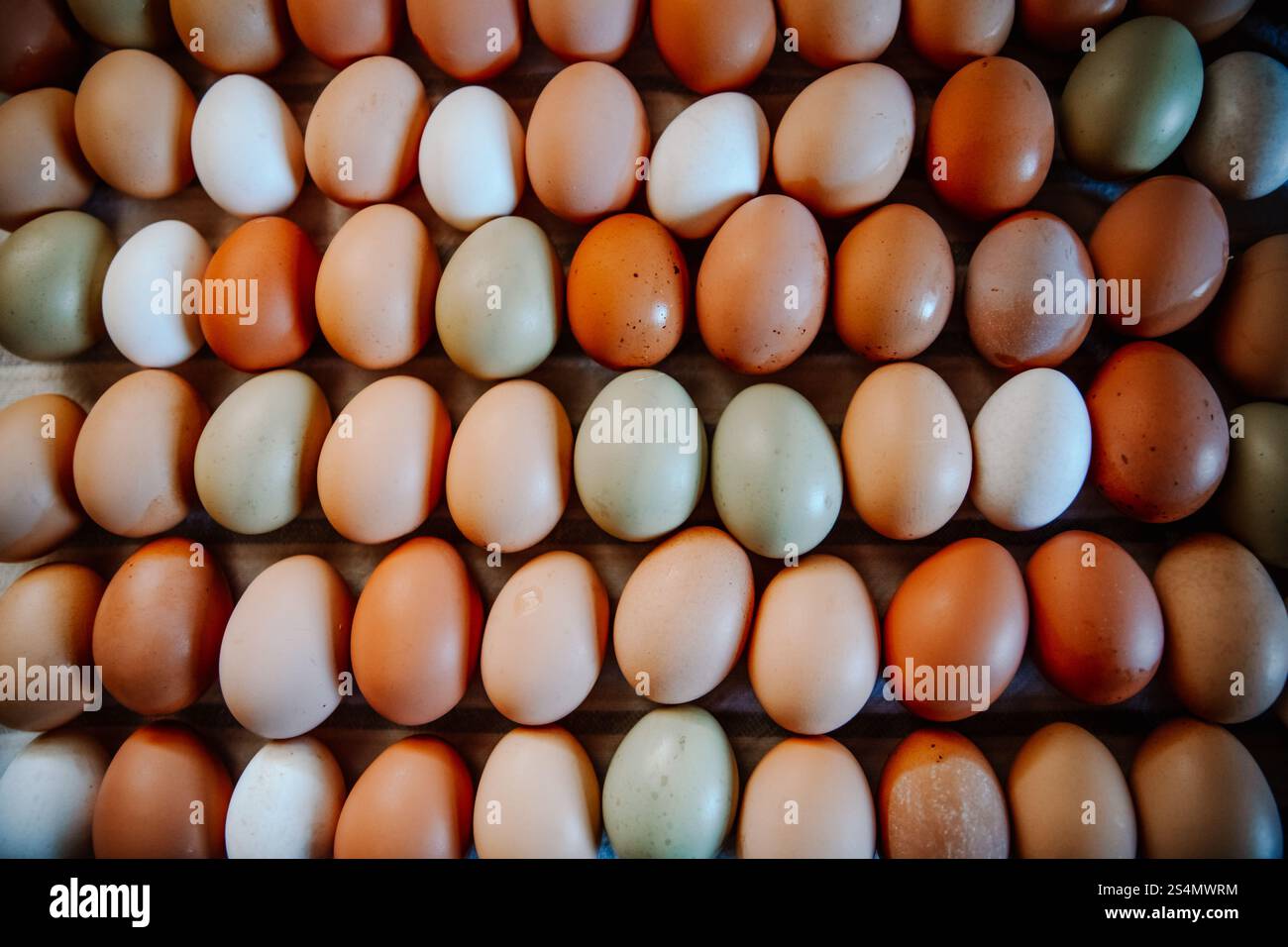 Farm Fresh Chicken Eggs from the Coop Stock Photo - Alamy