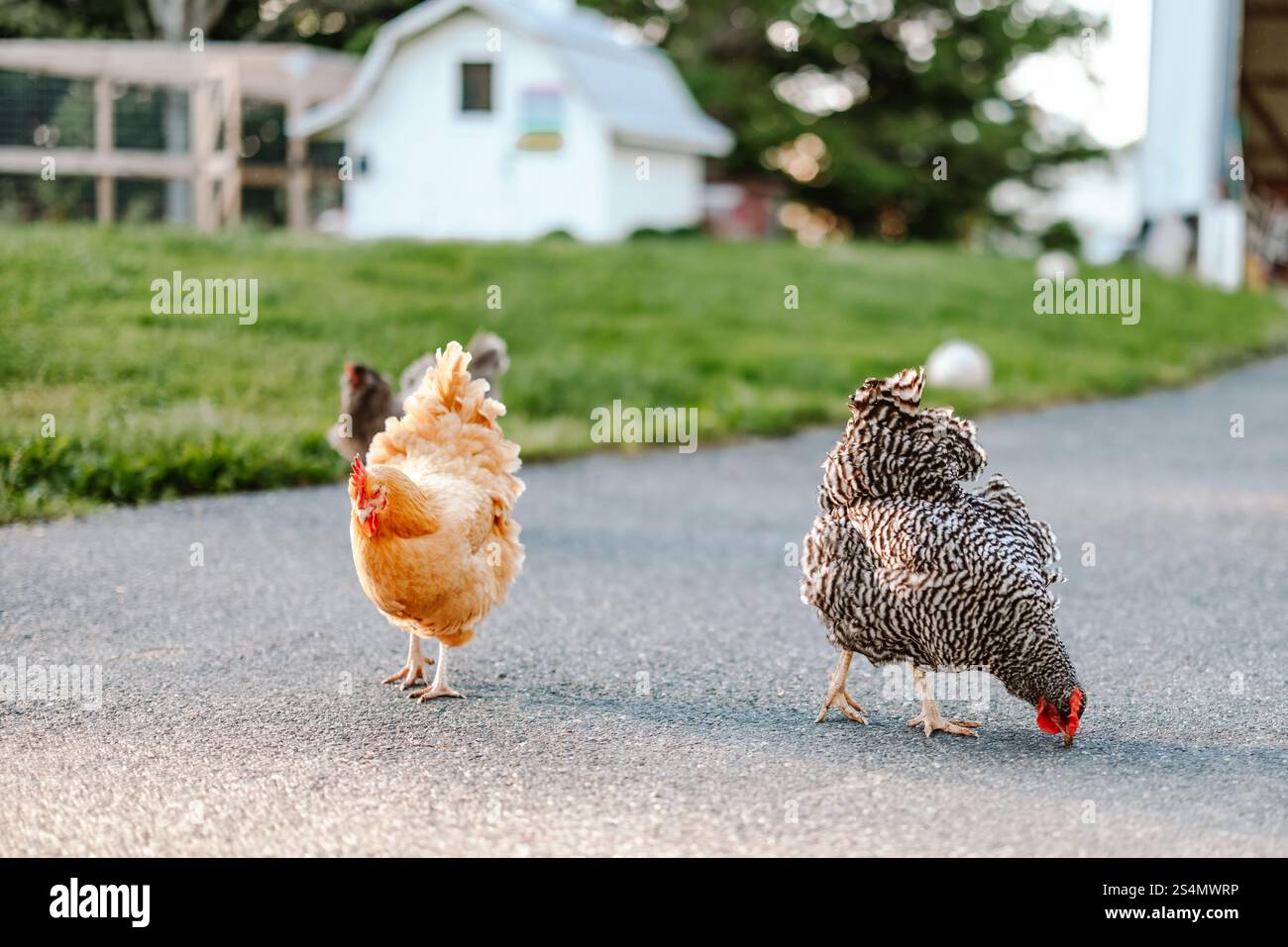 Three Chickens Pecking around in the Backyard Stock Photo - Alamy