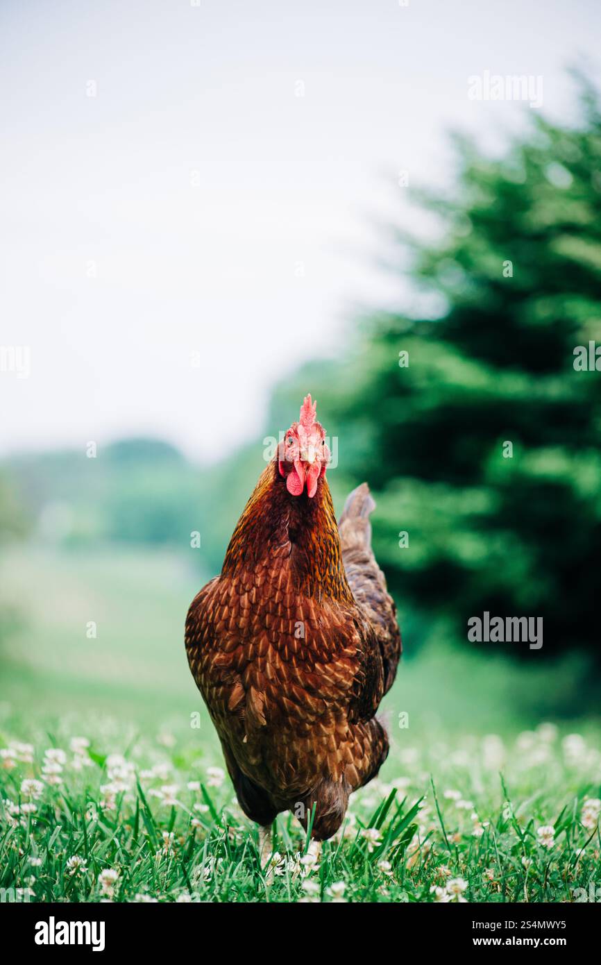Red Hen Walking in Field on Spring Day Stock Photo - Alamy