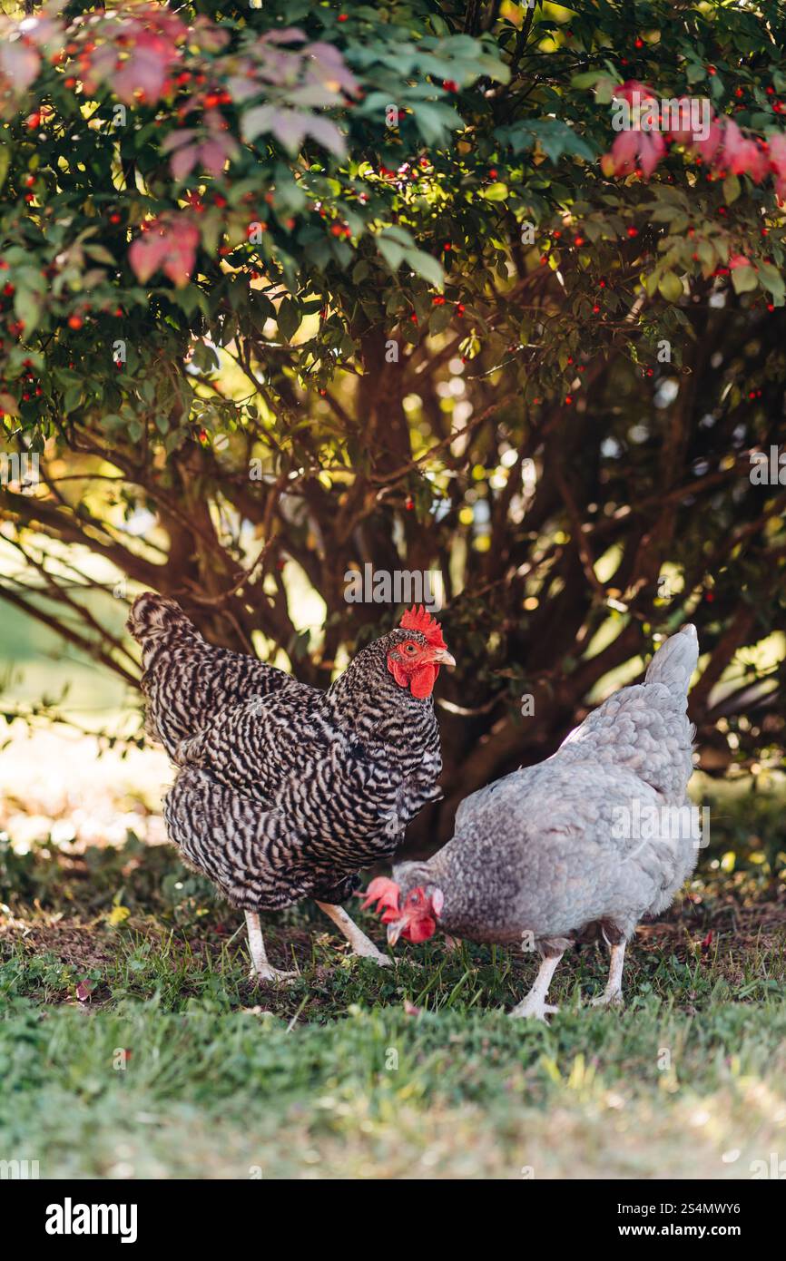 Farming chickens maryland hi-res stock photography and images - Alamy