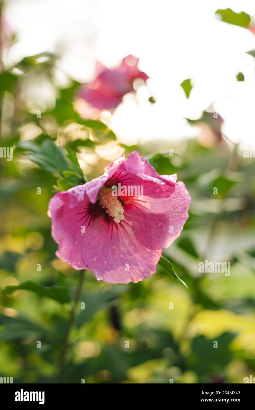 Backlit pink rose of sharon flowering shrub covered in water droplets ...