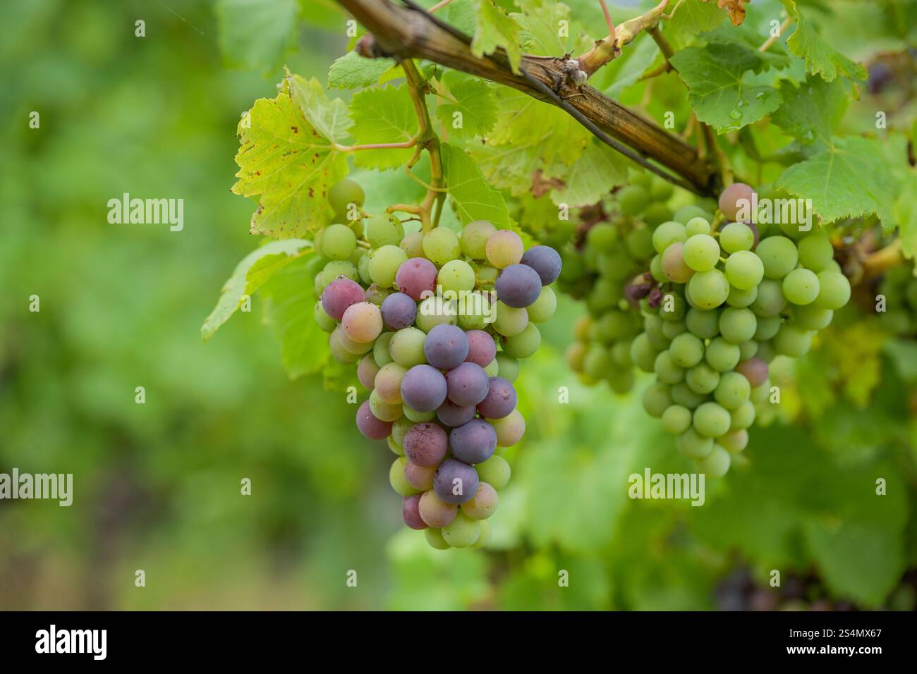 Reben, Rotwein, Lemberger, Weinberg Untertürkheimer Mönchberg ...