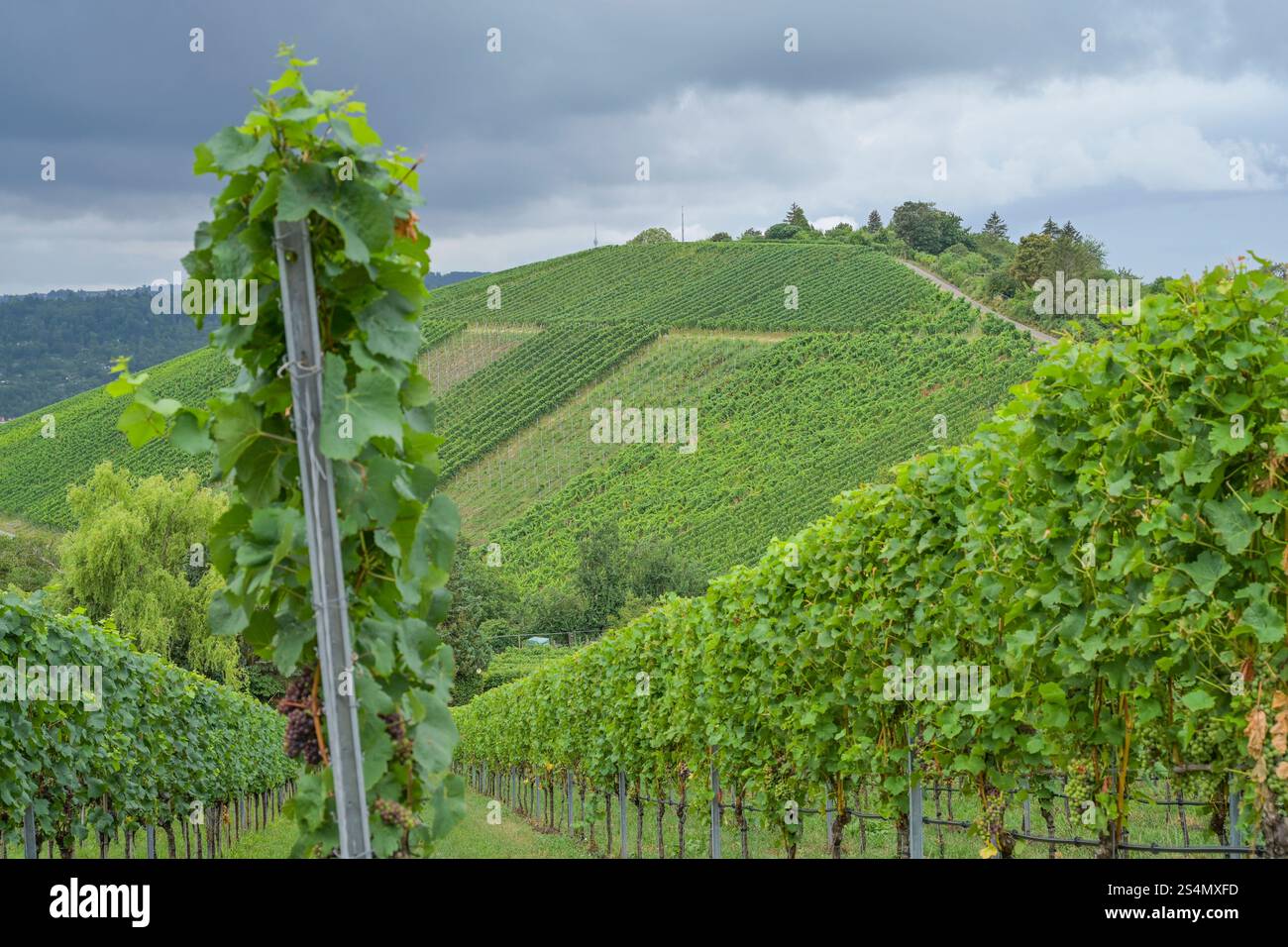 Weinberg Untertürkheimer Mönchberg, Untertürkheim, Stuttgart, Baden ...