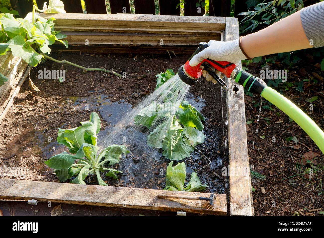 Close up hose watering vegetables hi-res stock photography and images ...