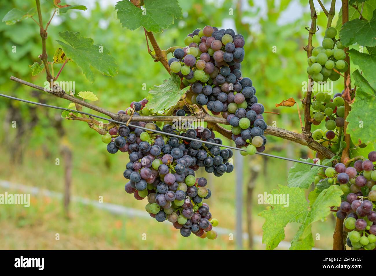 Reben, Rotwein, Lemberger, Weinberg Untertürkheimer Mönchberg ...