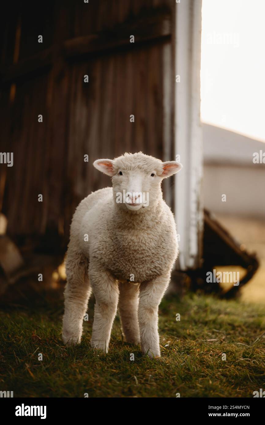 Old white barn farm hi-res stock photography and images - Alamy