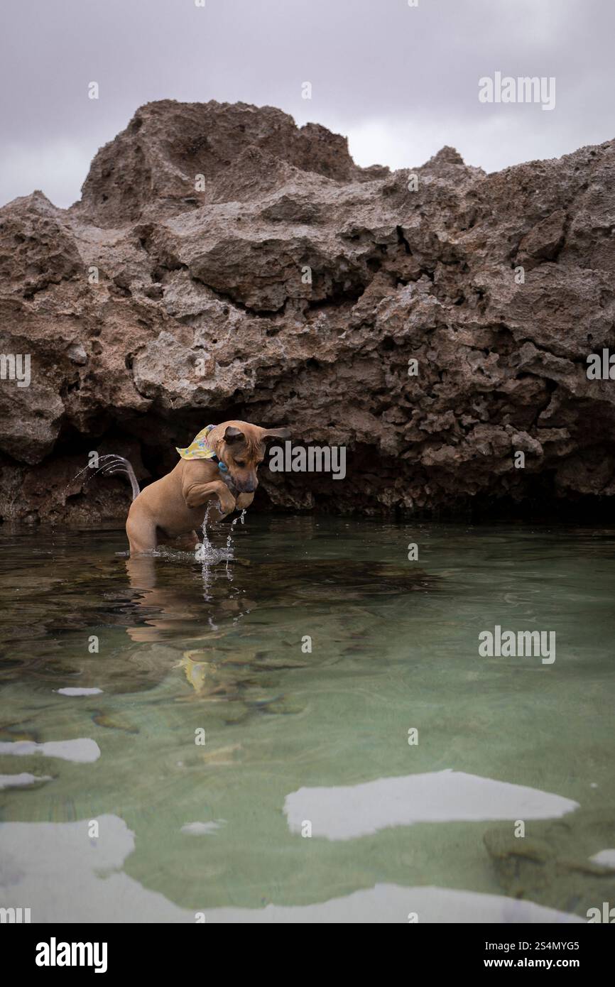 Brown dog pouncing at fish in ocean Stock Photo - Alamy