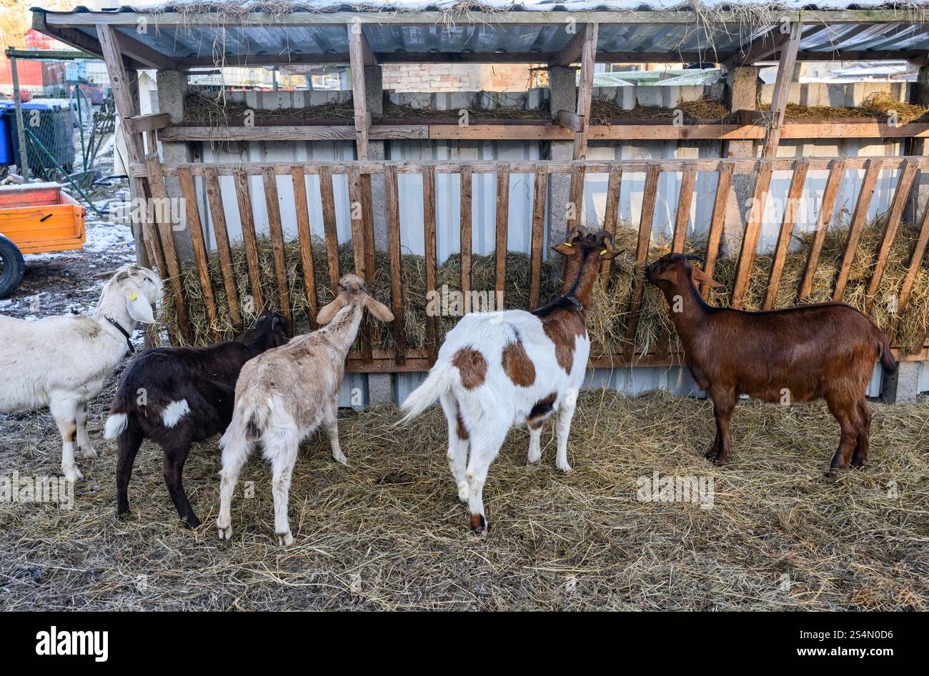 13 January 2025, Brandenburg, Schöneiche: Goats stand on a farm and eat ...