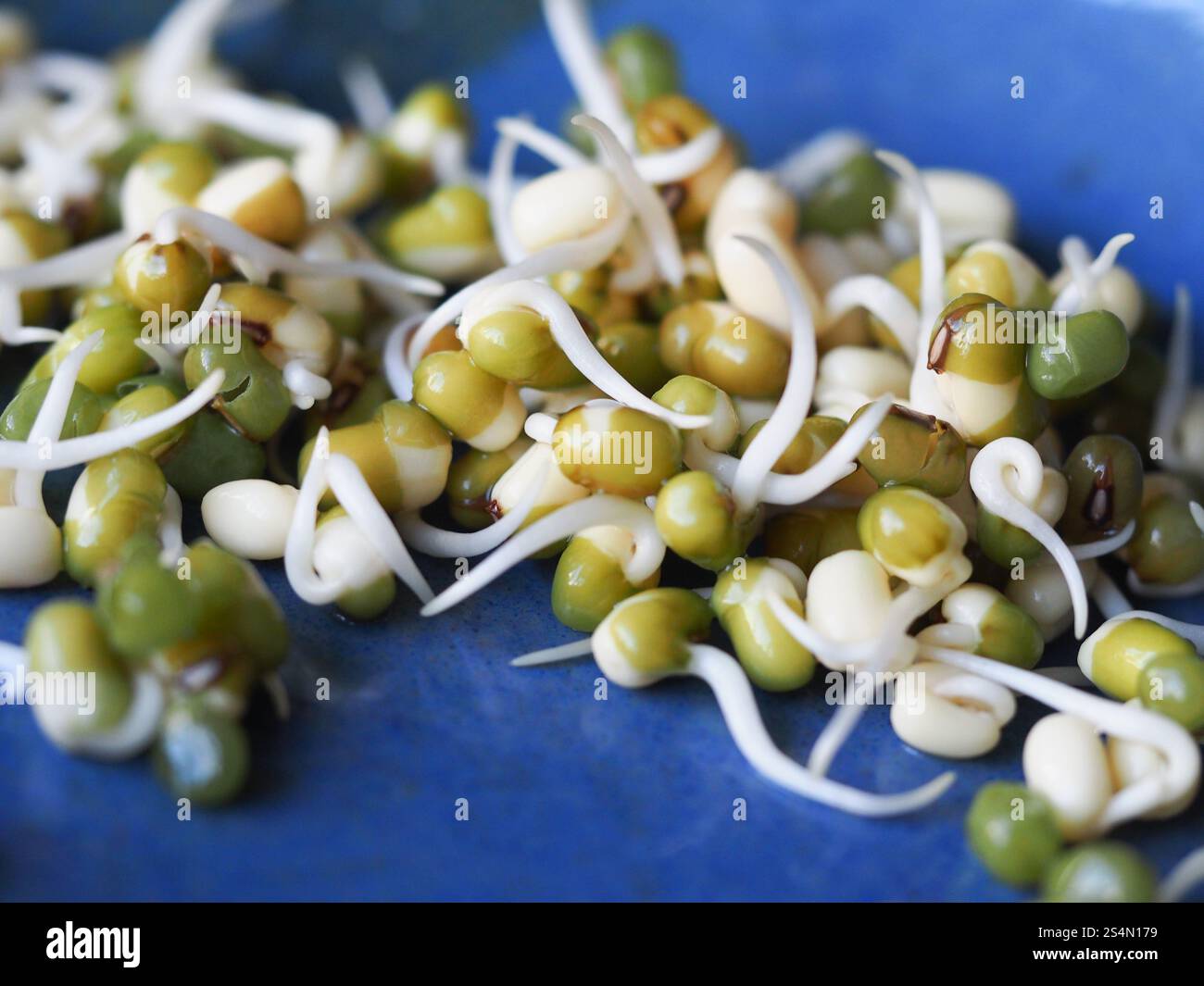 Mung bean sprouts on hi-res stock photography and images - Alamy
