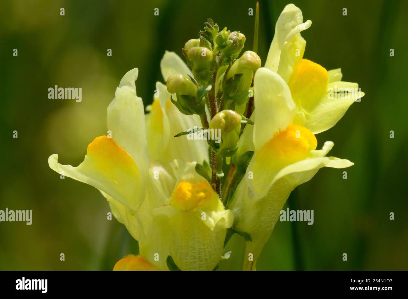 the yellow toadflax — Linaria Stock Photo - Alamy