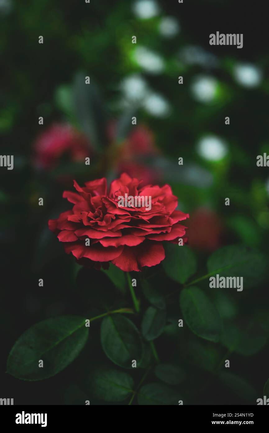 large copper vats and subjected to steam. The resulting vapor, carrying ...