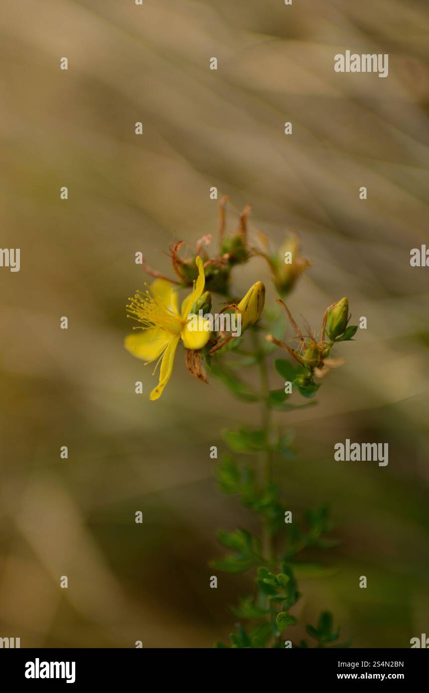 Hypericum perforatum L Stock Photo - Alamy