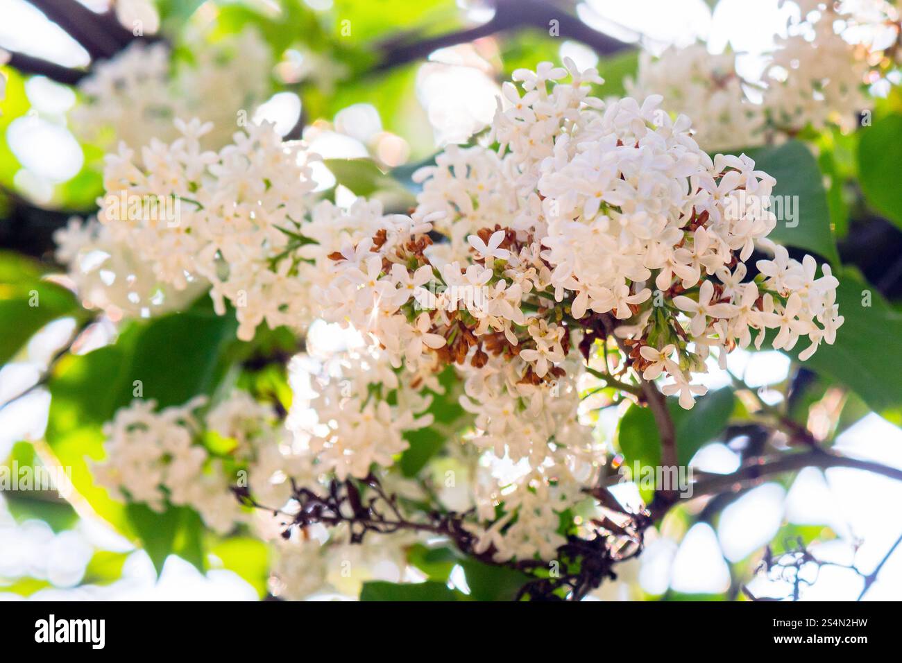white blossom of syringa vulgaris in spring. lush cluster. botanical ...