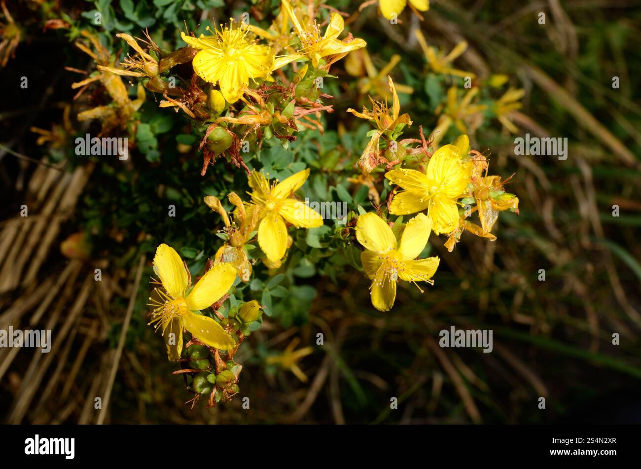 Hypericum perforatum L Stock Photo - Alamy