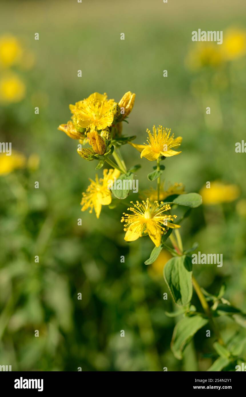 Hypericum perforatum L Stock Photo - Alamy