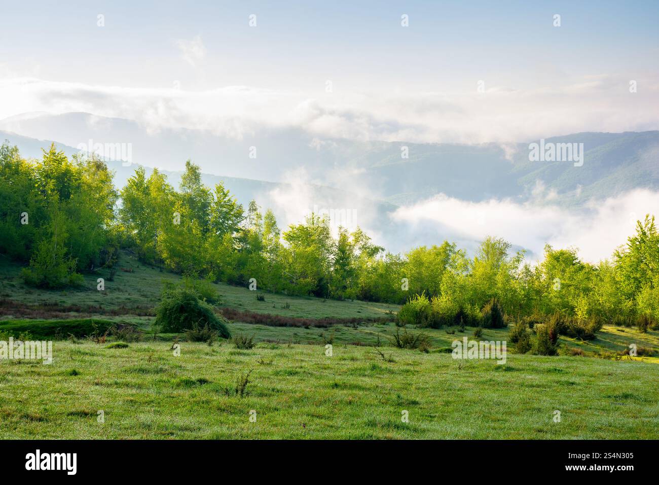 carpathian countryside with alpine meadow. forest on the hill. sunny morning. scenery of ...