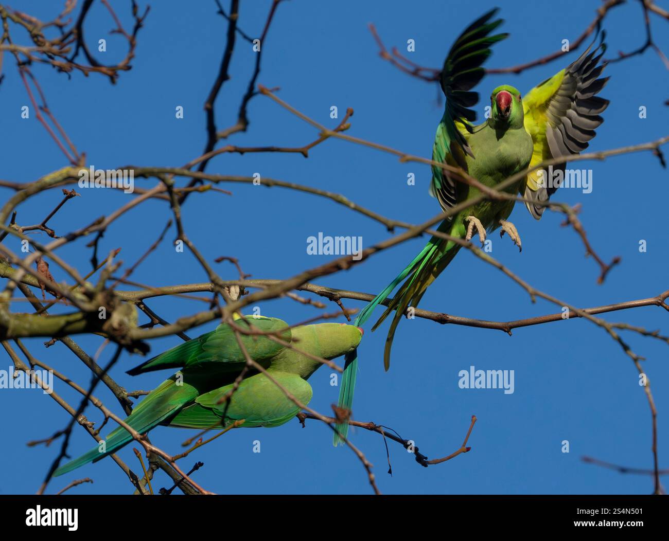 © Jeff Moore - A pair of ring-necked parakeets were spotted making up ...