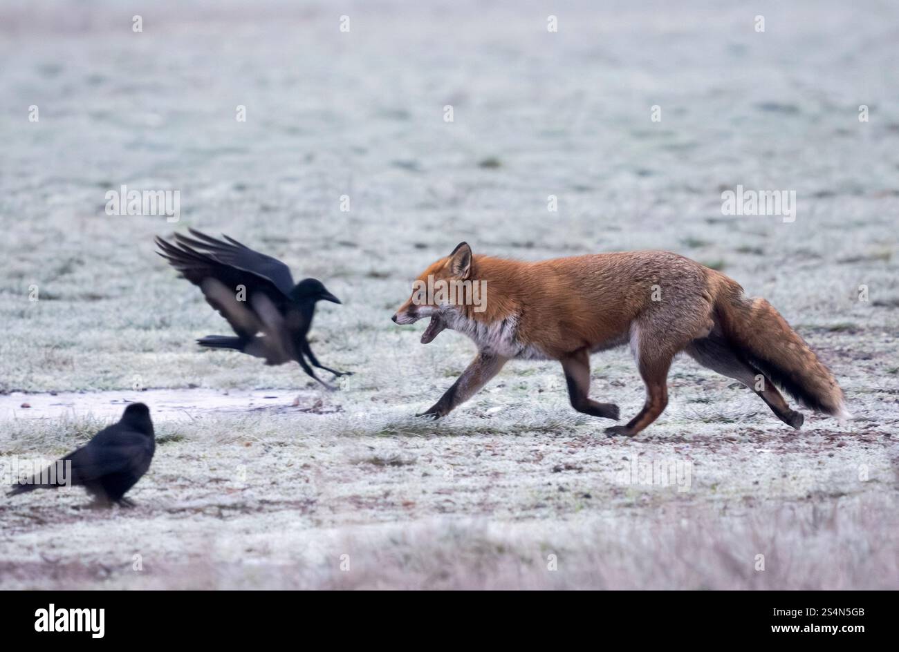 LONDON WEATHER © Jeff Moore - A fox walks through crows in the frost in ...