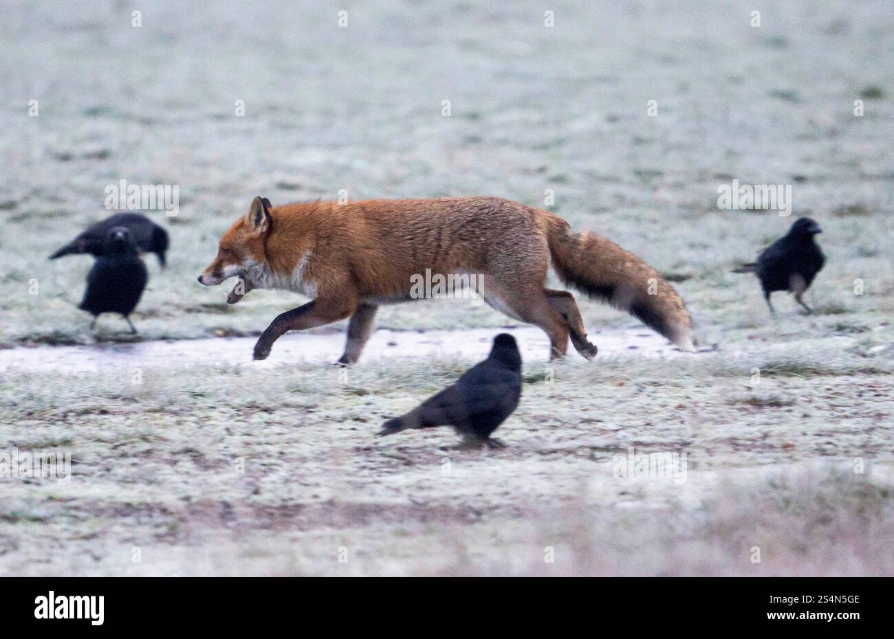 LONDON WEATHER © Jeff Moore - A fox walks through crows in the frost in ...