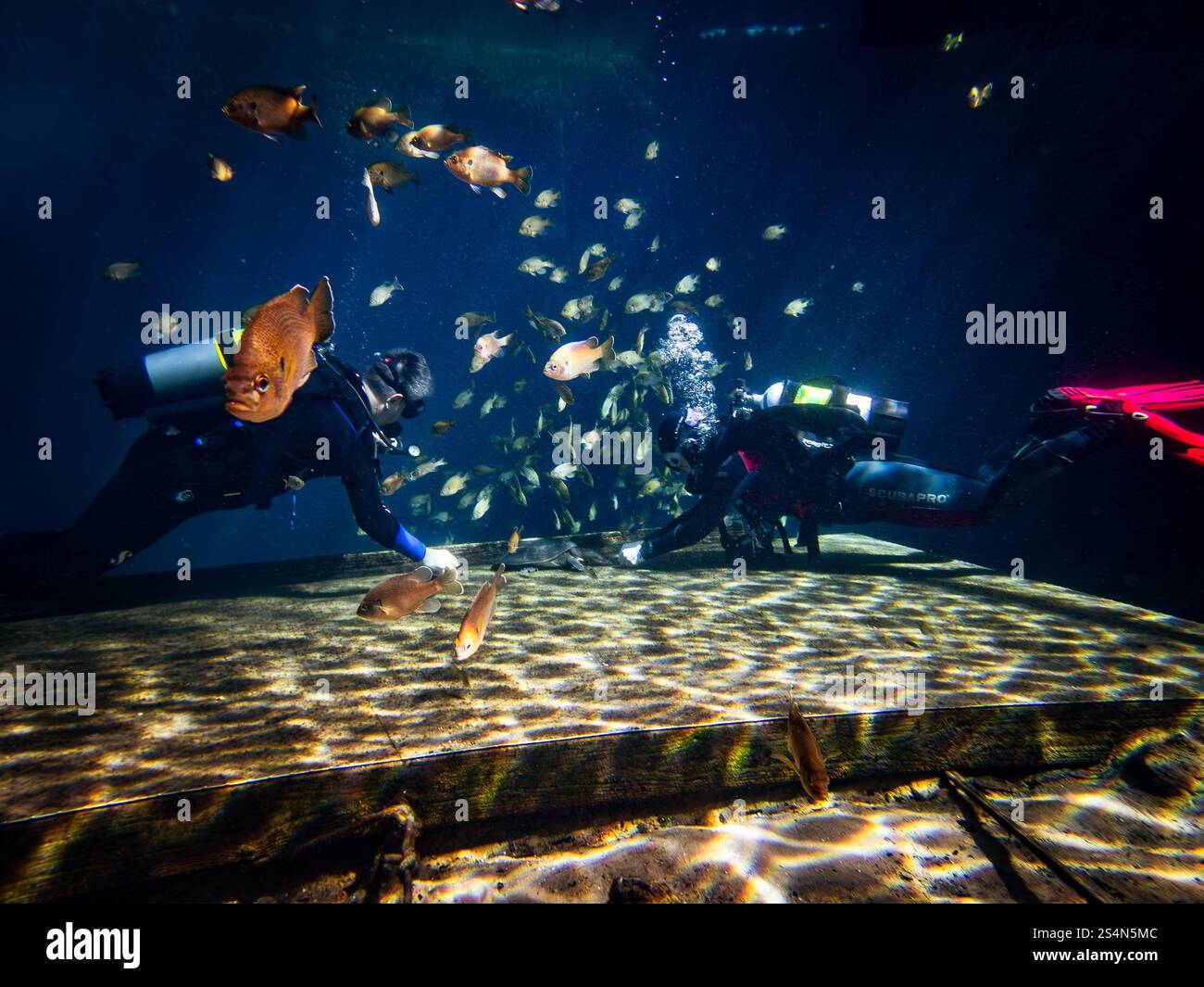 Two scuba divers interacts with Virgil the Turtle on a dive platform at ...